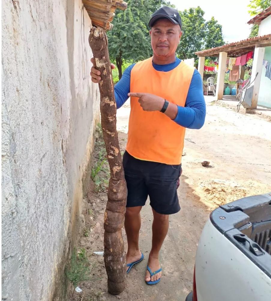 Agricultor feirense colhe mandioca de 2 metros Agricultor feirense colhe mandioca de 2 metros